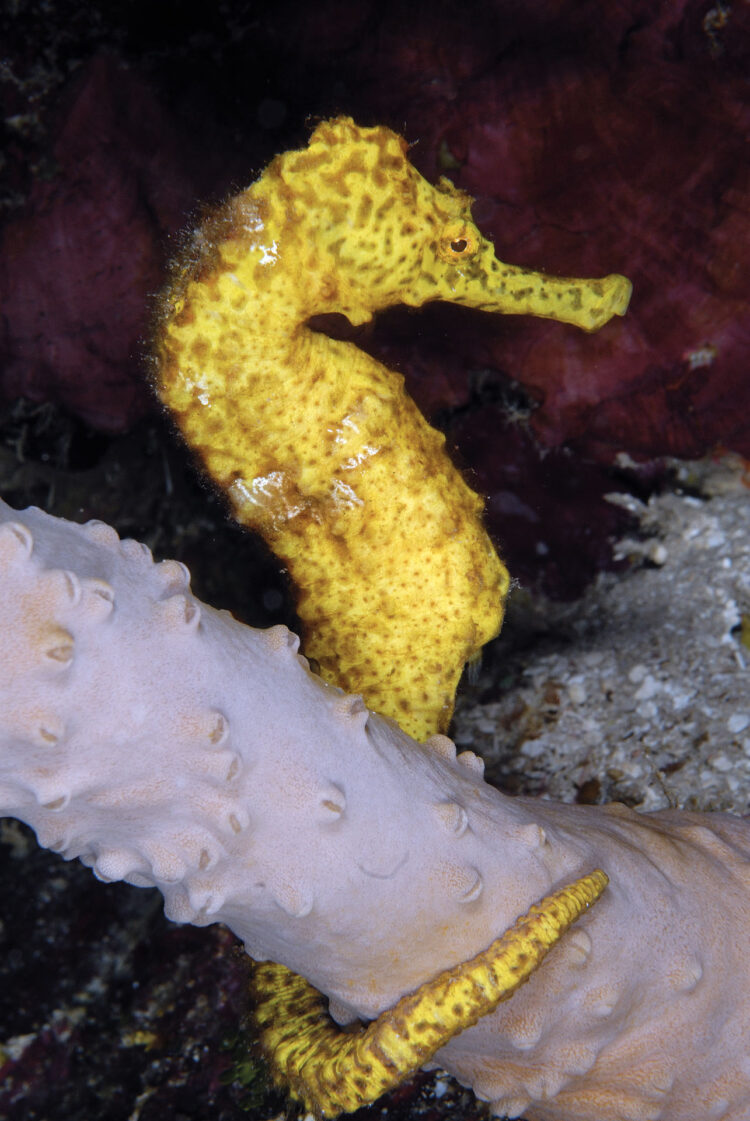 A natureza das mulheres - FotoDoc