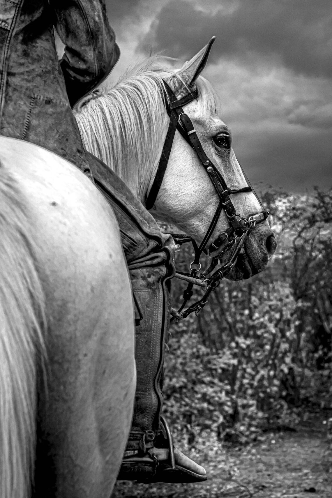Vida de Vaqueiro - FotoDoc