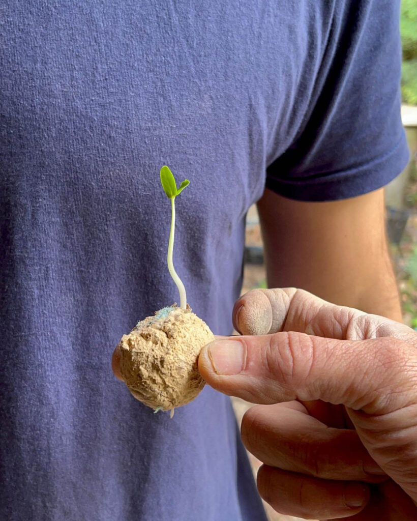 Bombas de sementes - FotoDoc